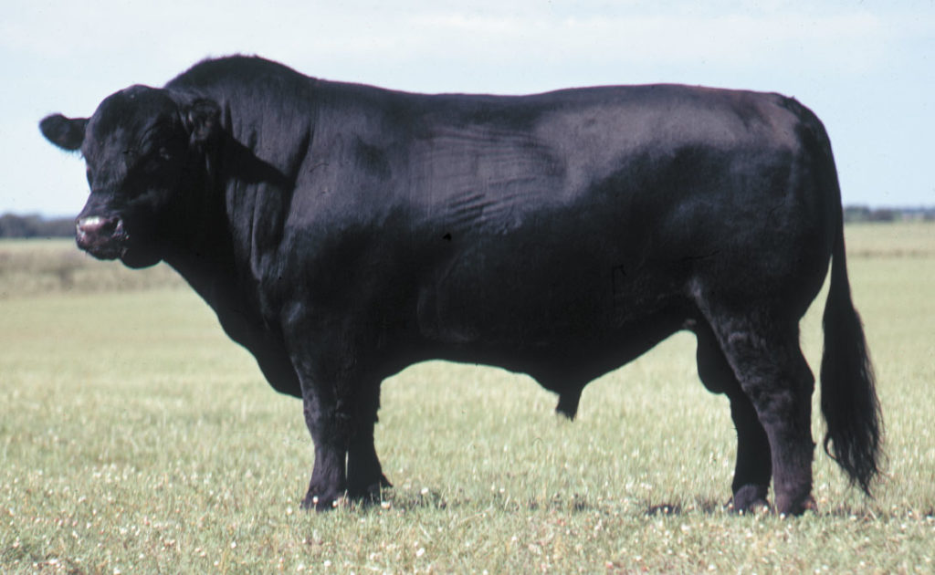 10 Best Grass-Fed, Grass-Finished Cattle Breeds – Brainz
