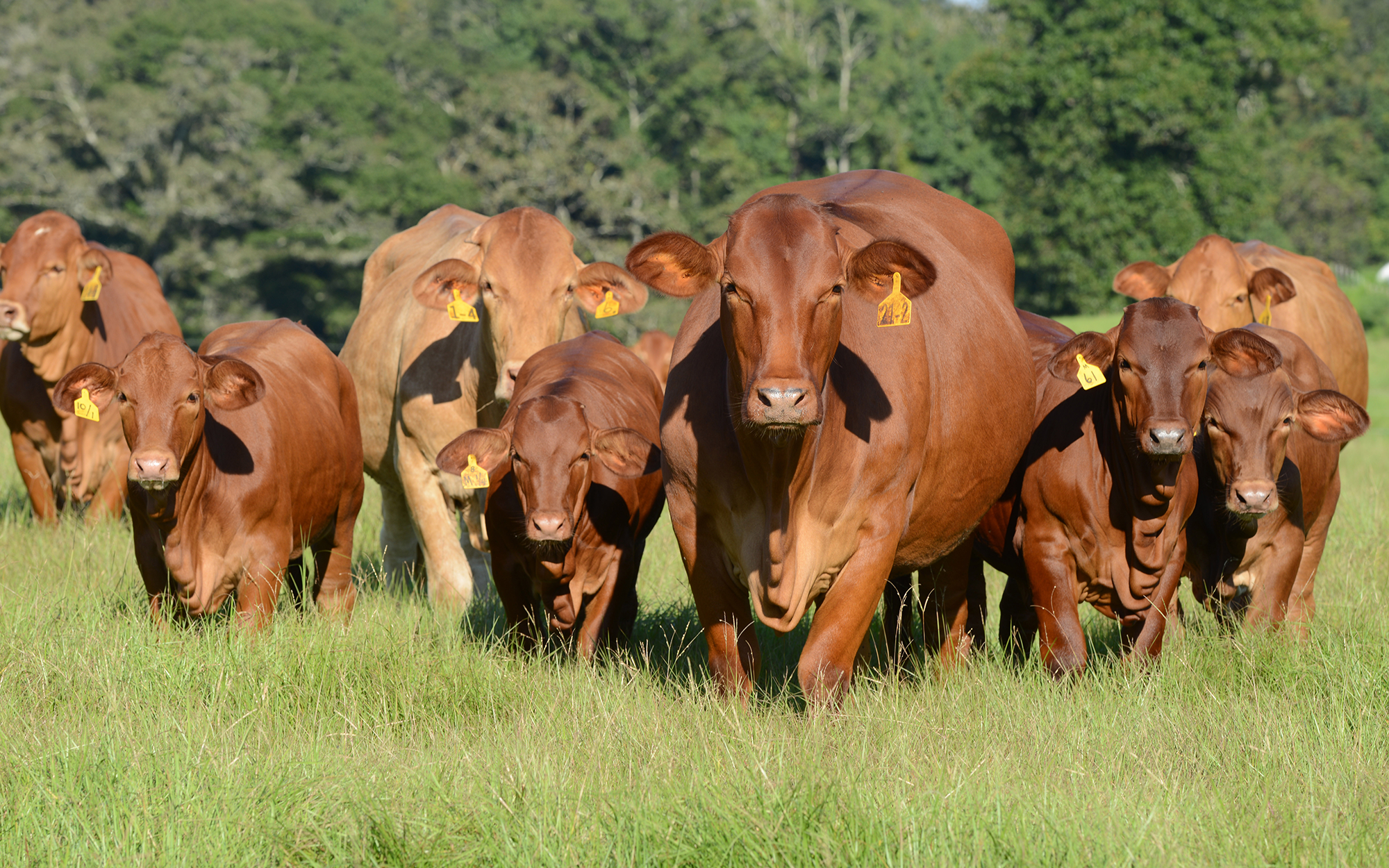 10 Best Grass-Fed, Grass-Finished Cattle Breeds – Brainz
