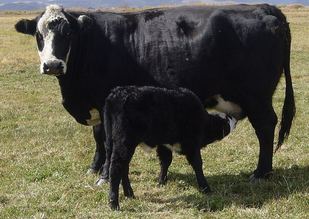 10 Best Grass-Fed, Grass-Finished Cattle Breeds – Brainz